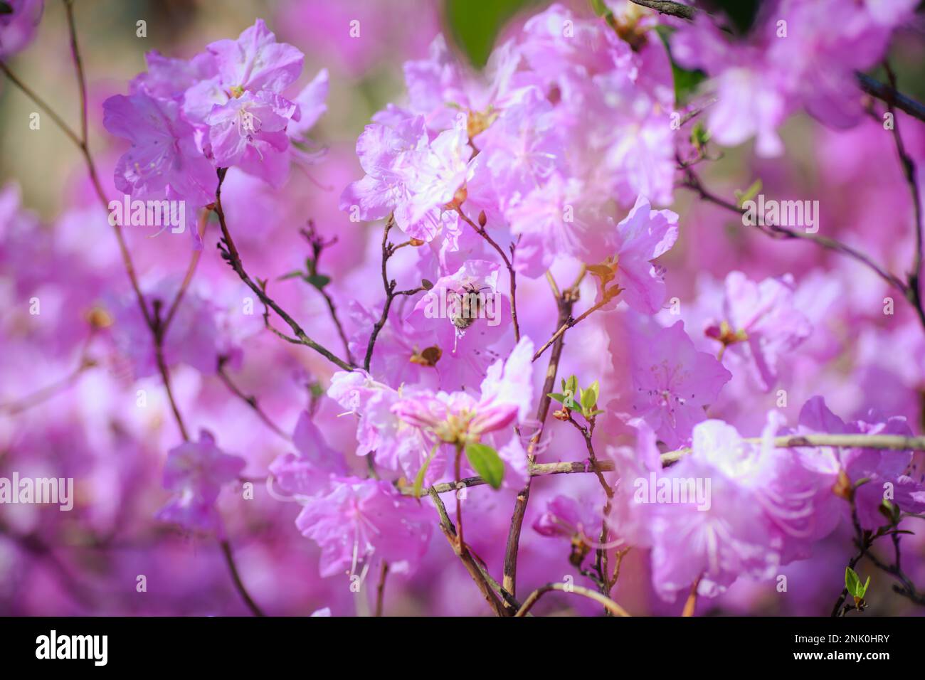 A bush of flowering azaleas against a background of trees in a blue ...