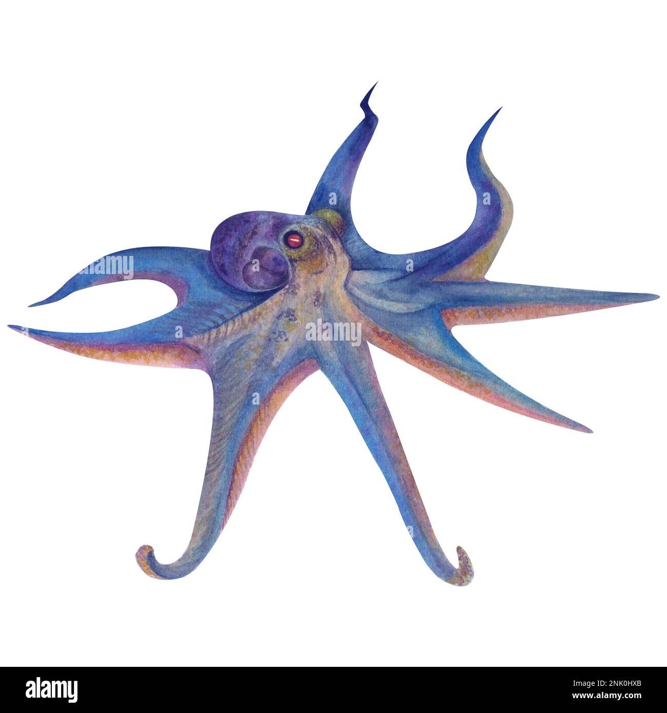 A set of watercolor illustrations manta ray, squid, jellyfish, octopus ...