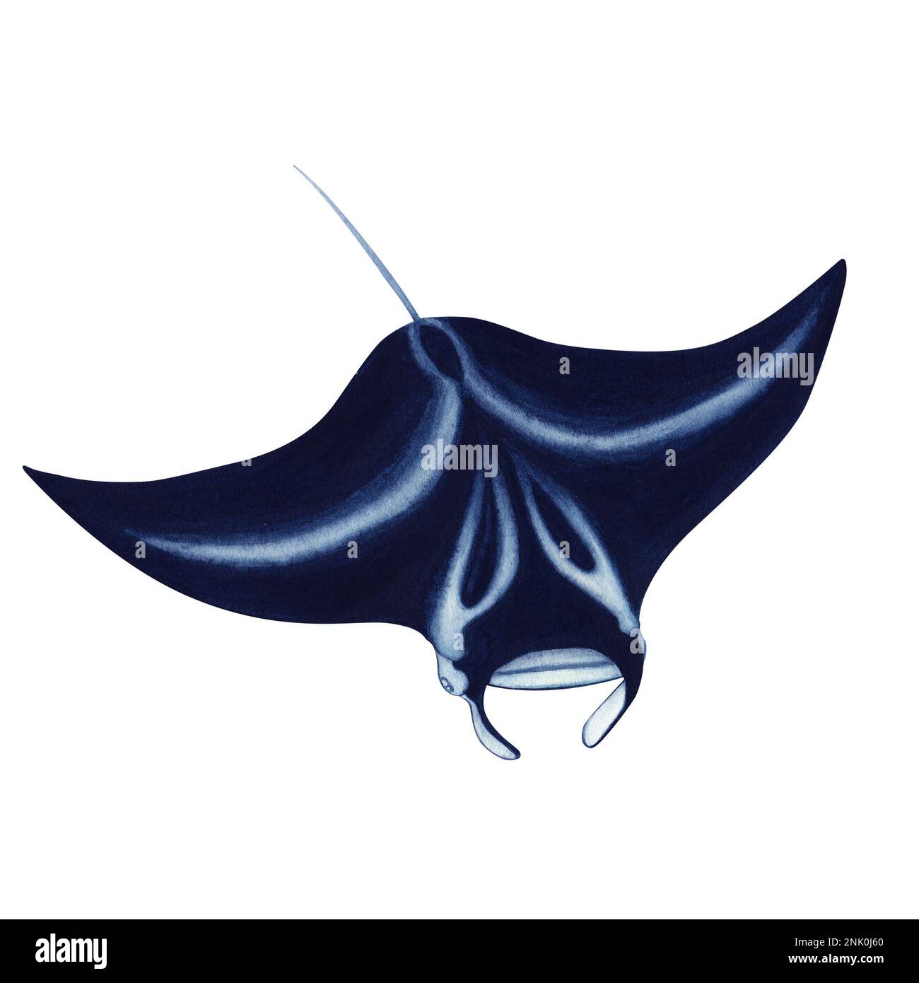 A set of watercolor illustrations manta ray, squid, jellyfish, octopus ...