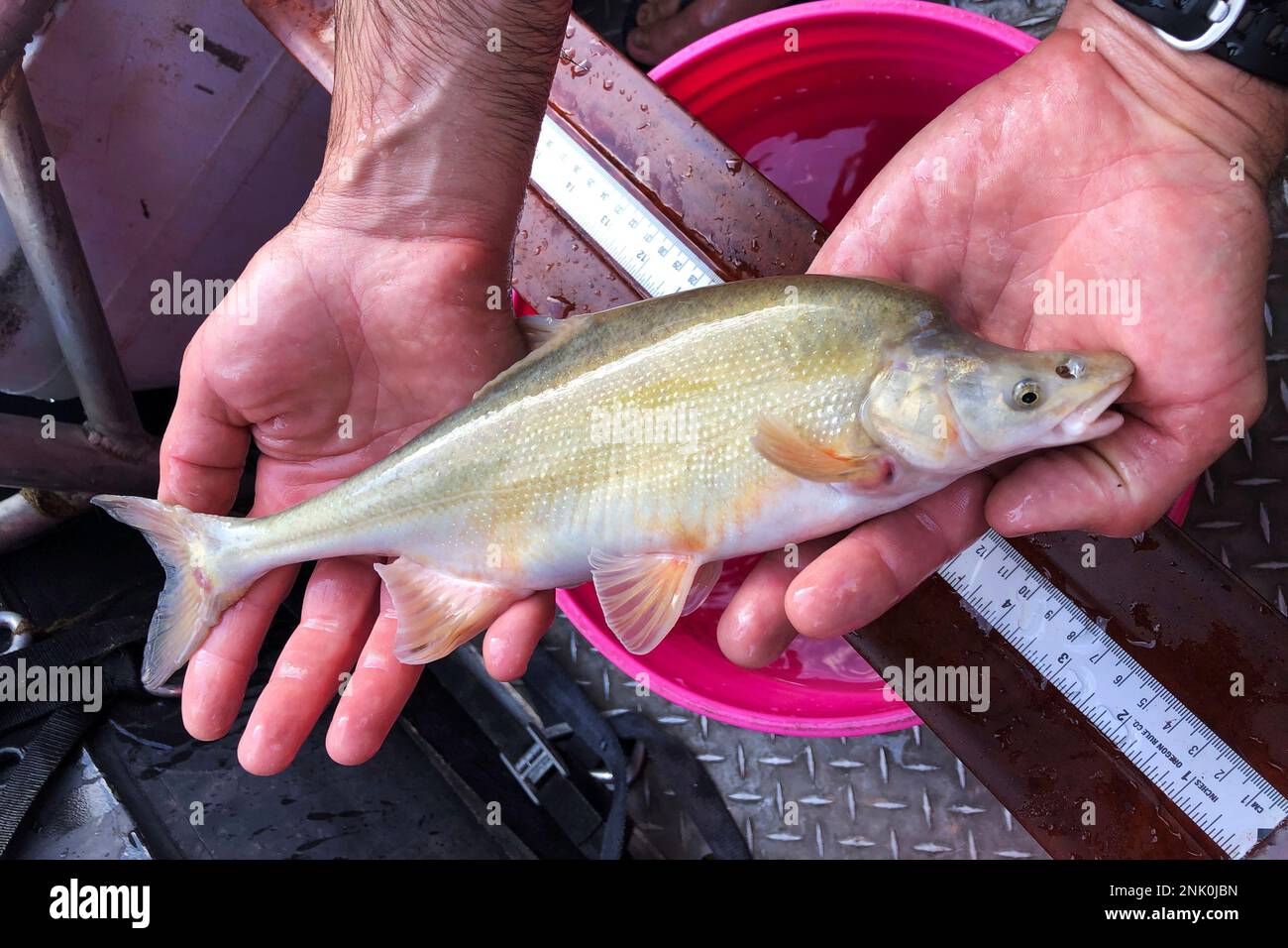 In this July 7, 2020 image provided by the National Park Service, an ...