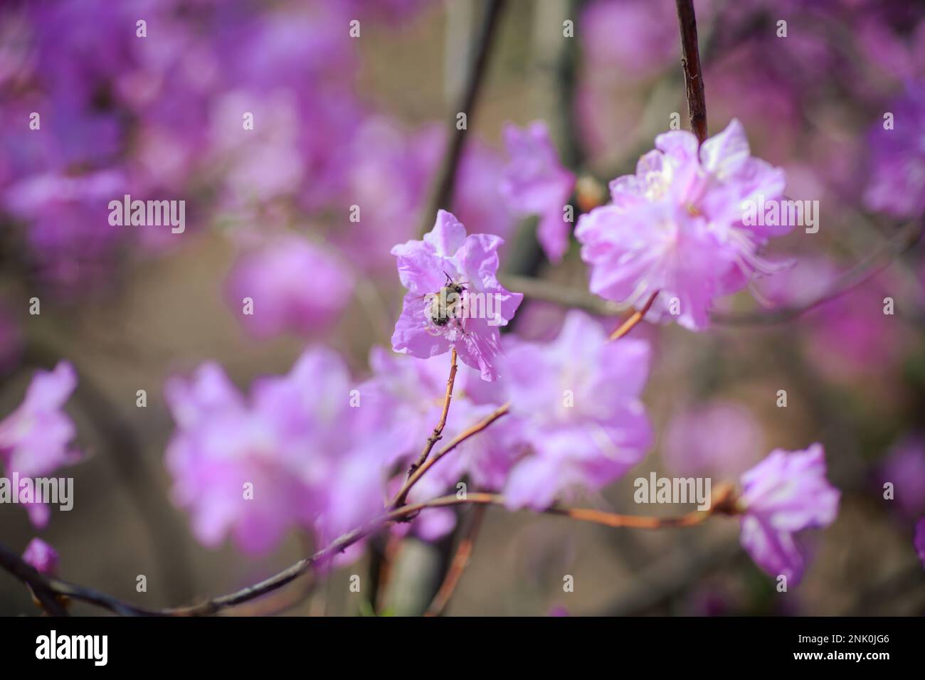 A bush of flowering azaleas against a background of trees in a blue ...