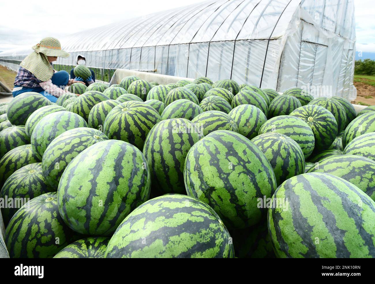 Raiden Water Melons are piled up on a truck in Kyowa Town, Hokkaido ...