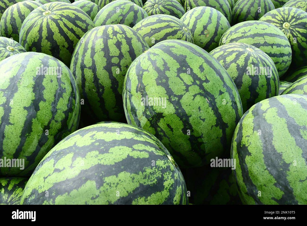 Raiden Water Melons are piled up on a truck in Kyowa Town, Hokkaido ...