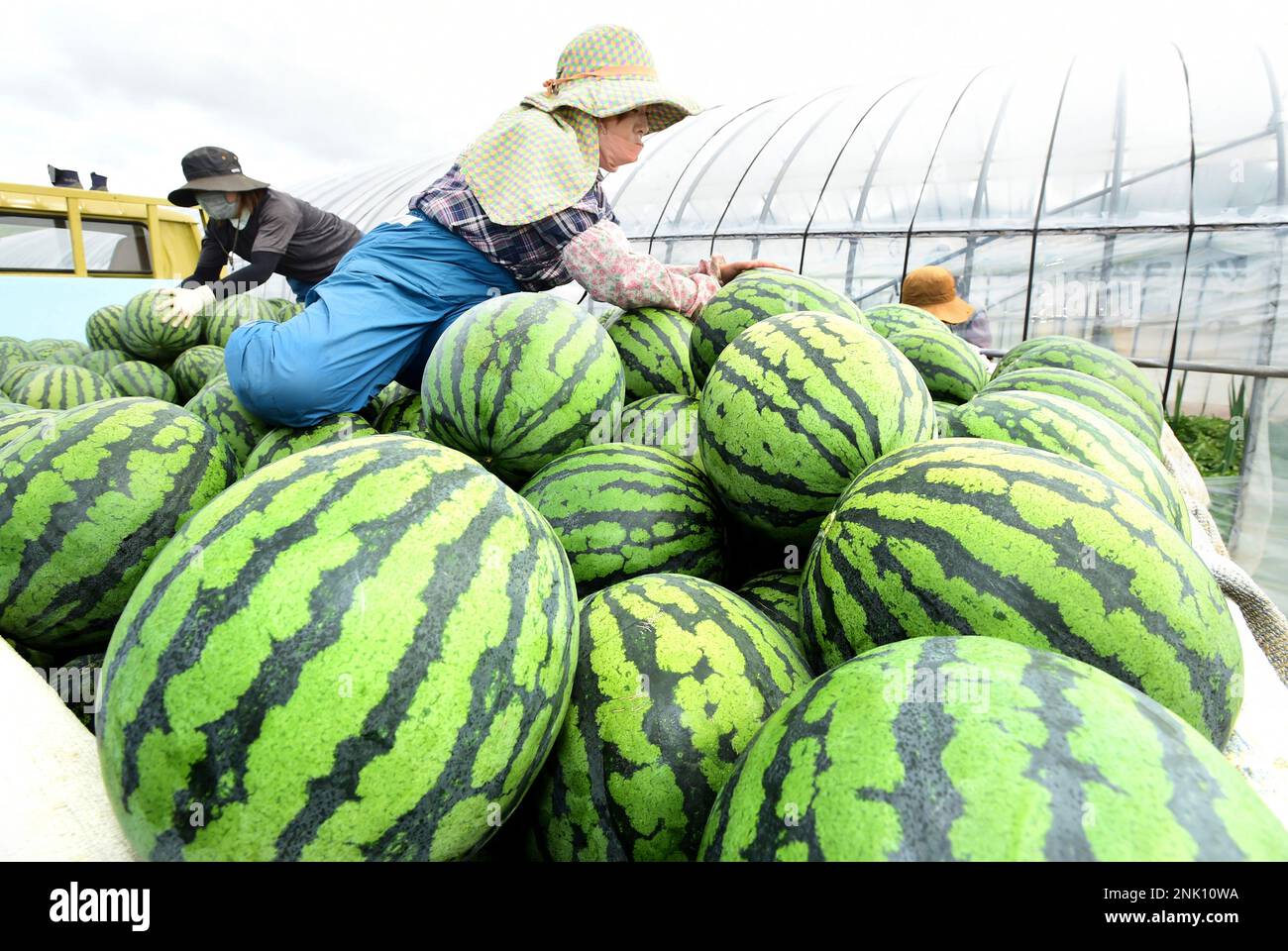 Raiden Water Melons are piled up on a truck in Kyowa Town, Hokkaido ...