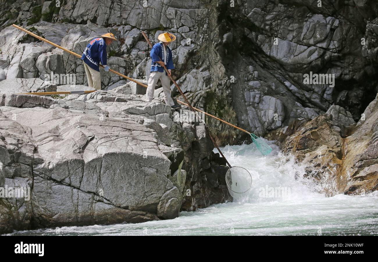 Traditional fishing method "Kasaami fishery" starts at Ayutaki of Toyo ...