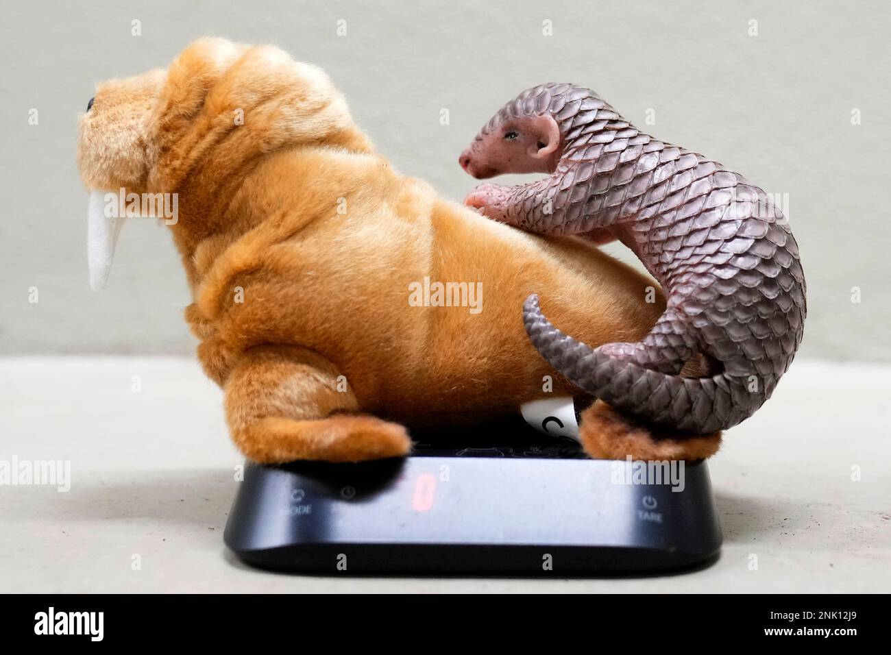 A baby Chinese pangolin is being weighed at the Prague Zoo, Czech ...