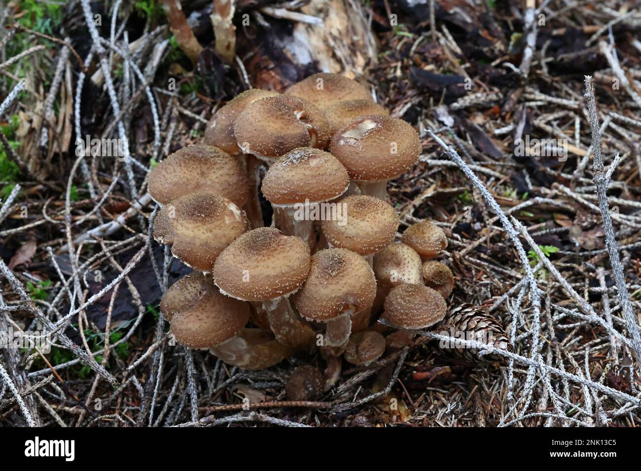 Armillaria ostoyae, also called Armillaria solidipes, commonly known as ...
