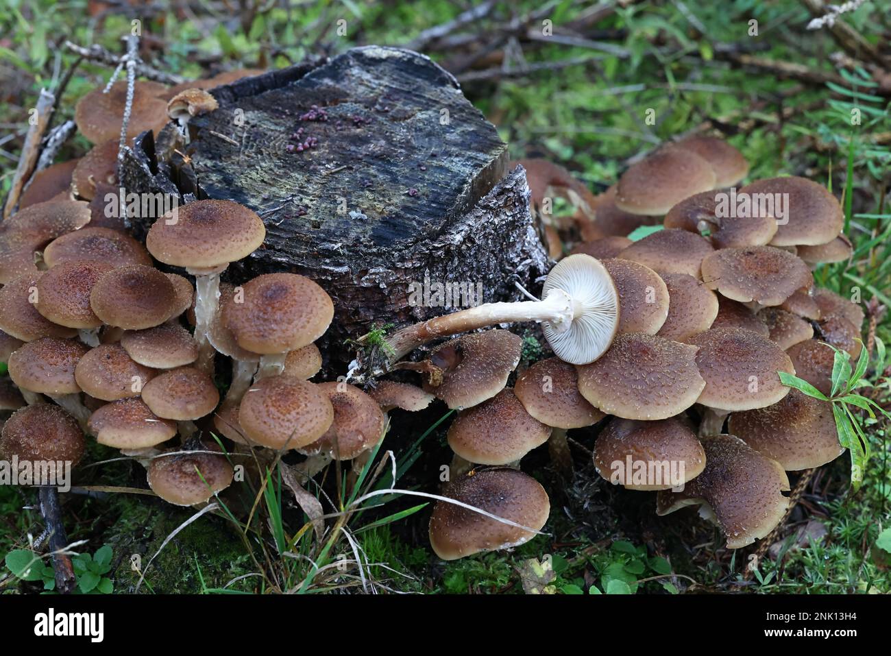 Armillaria ostoyae, also called Armillaria solidipes, commonly known as ...