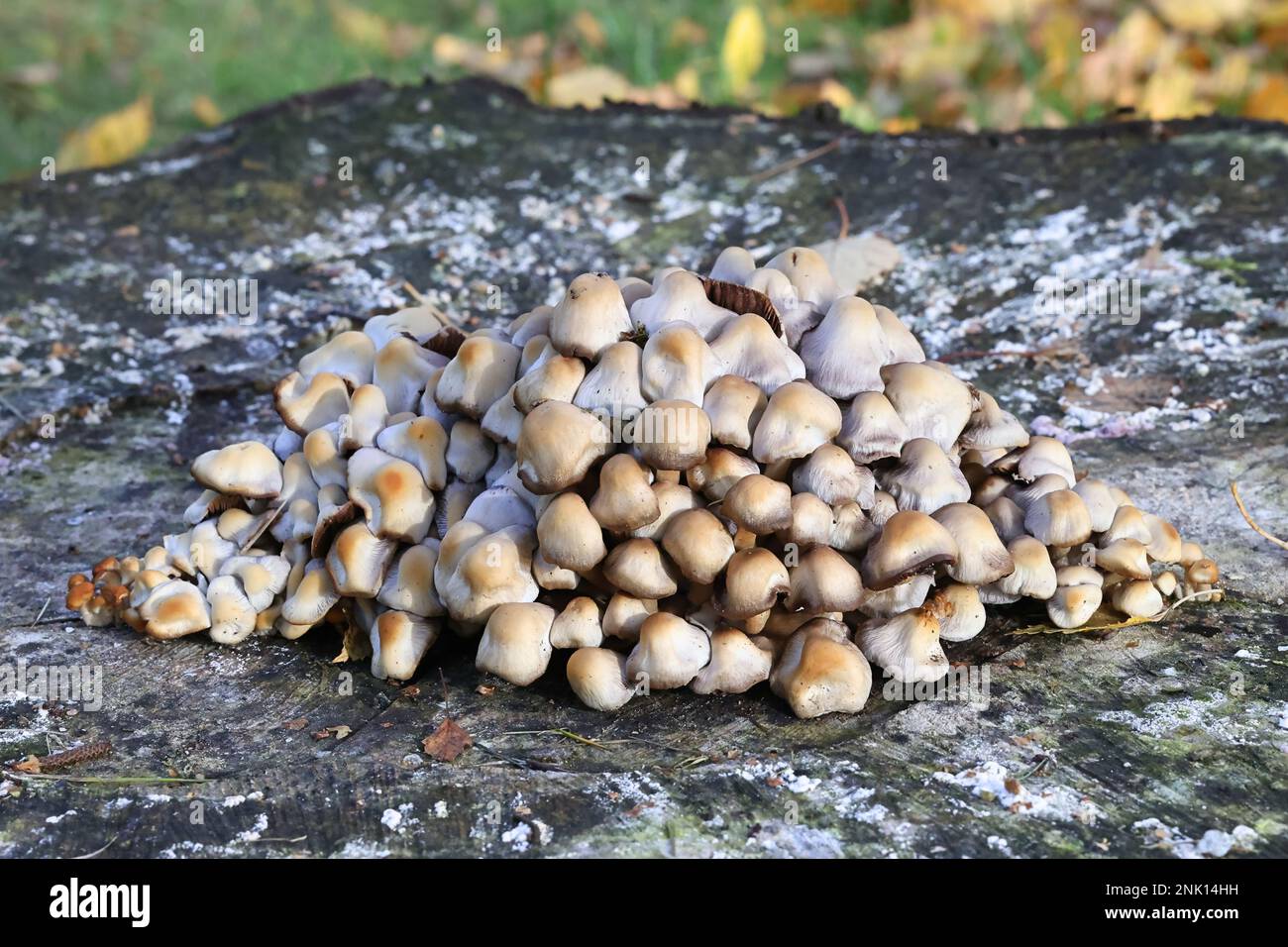 Homophron cernuum, also called Psathyrella cernua, a brittlestem ...