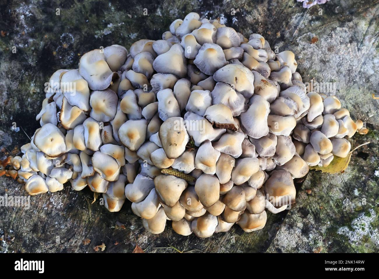 Homophron cernuum, also called Psathyrella cernua, a brittlestem ...