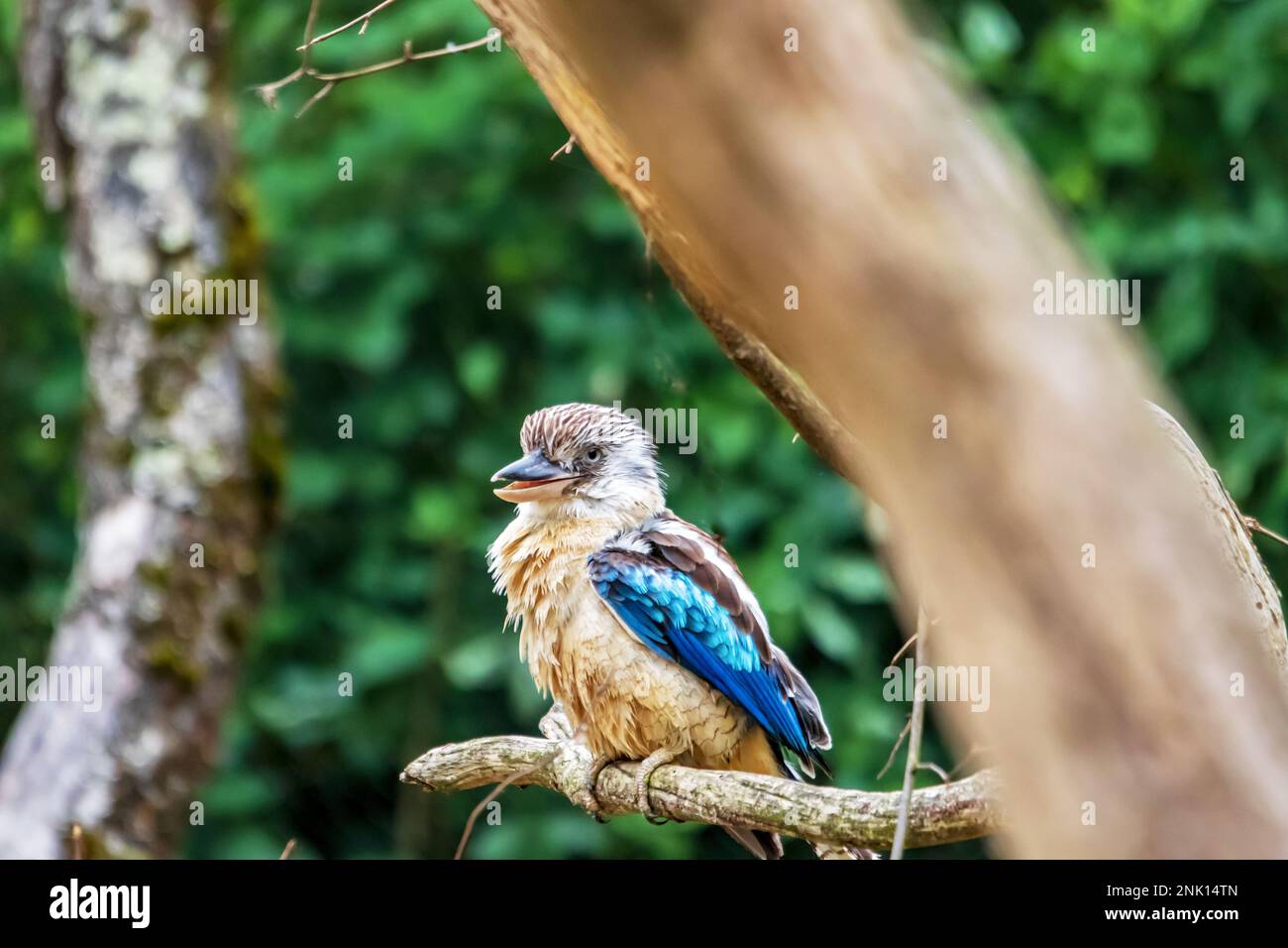 Blue-winged Kookaburra, or Blue-winged Martin bird Stock Photo - Alamy