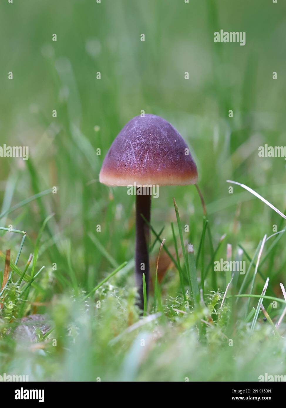 Macrocystidia cucumis, known as Cucumber Cap, wild mushrooms from ...