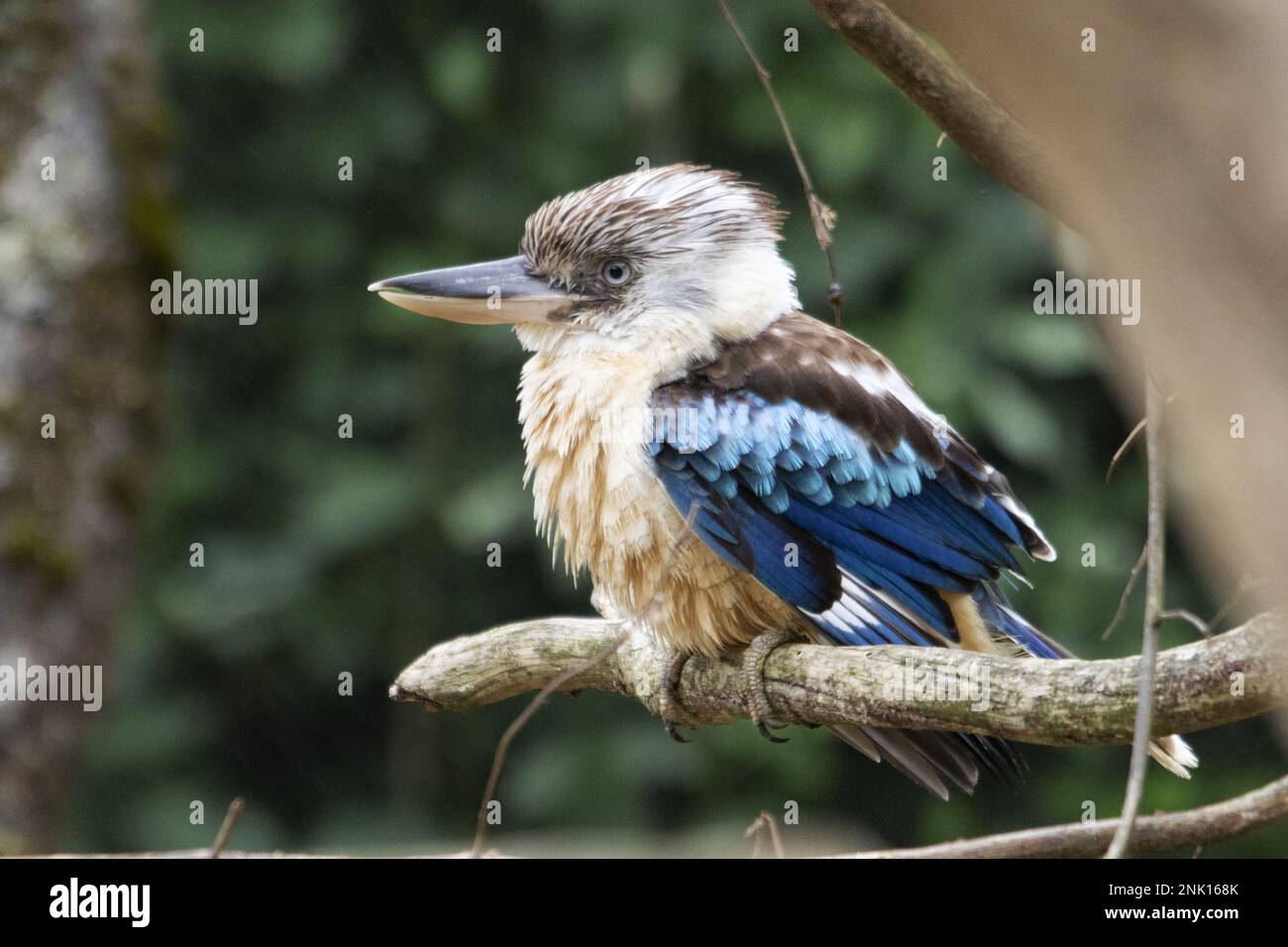 Blue-winged Kookaburra, or Blue-winged Martin bird Stock Photo - Alamy