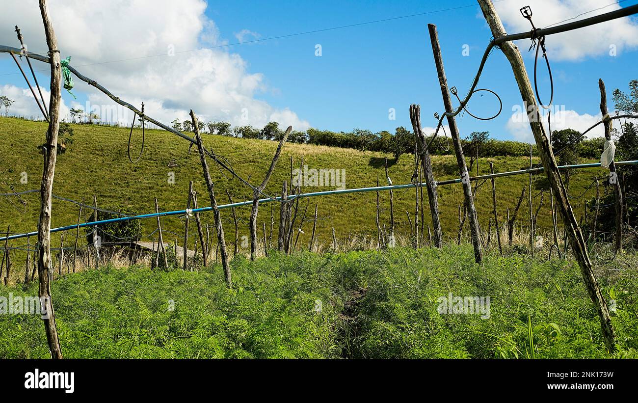 Community, Agriculture, Cultivation, Nature, Vegetables, Fruits, Field ...