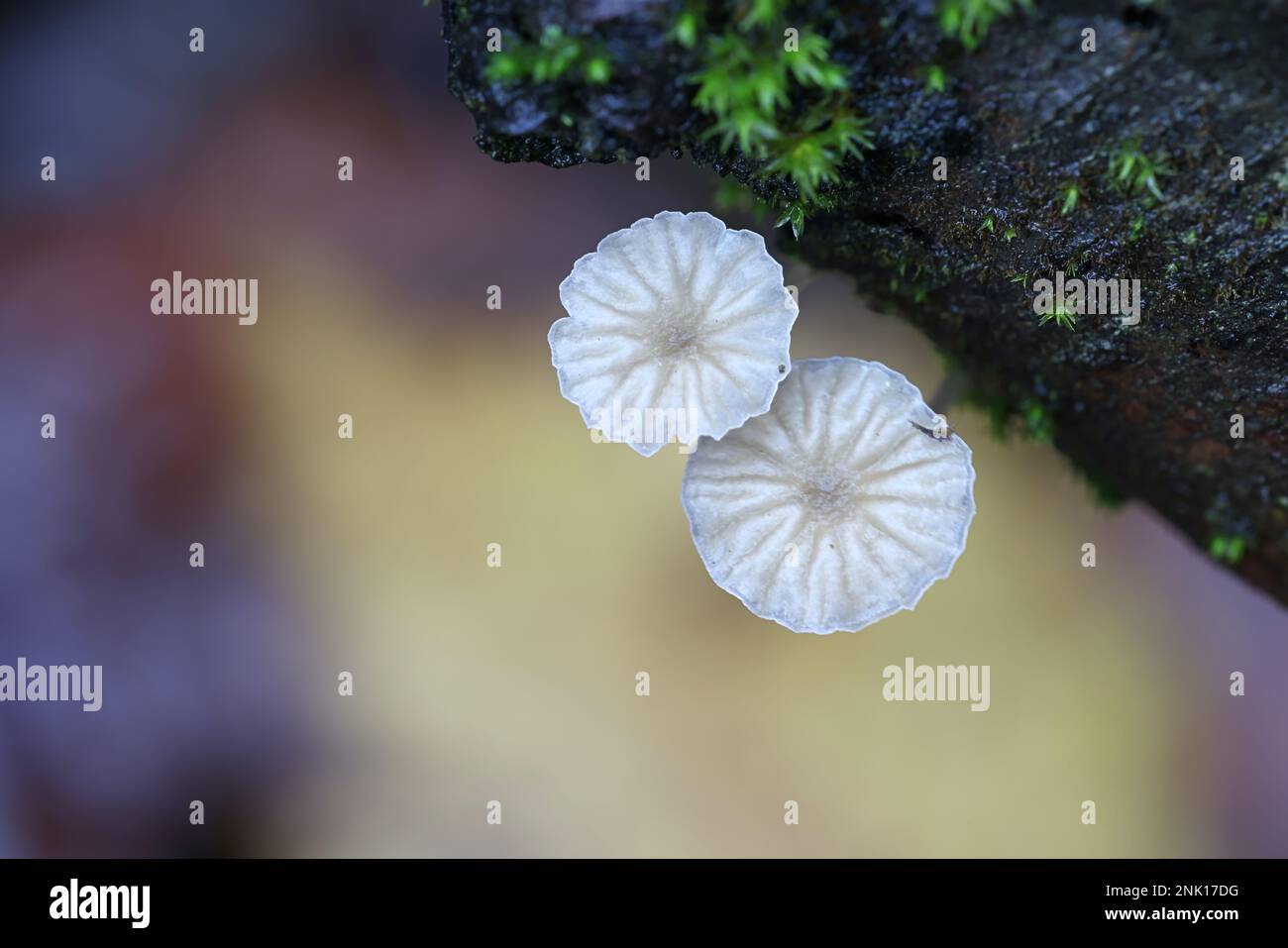 Lichenomphalia umbellifera, a lichenized fungus called the Heath Navel ...
