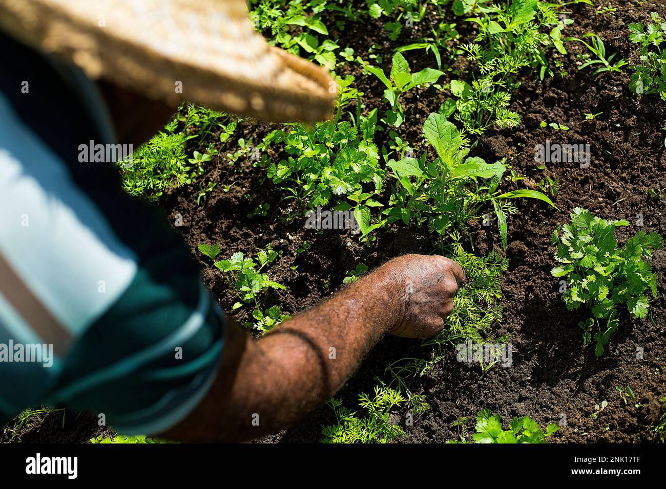 Community, Agriculture, Cultivation, Nature, Vegetables, Fruits, Field ...