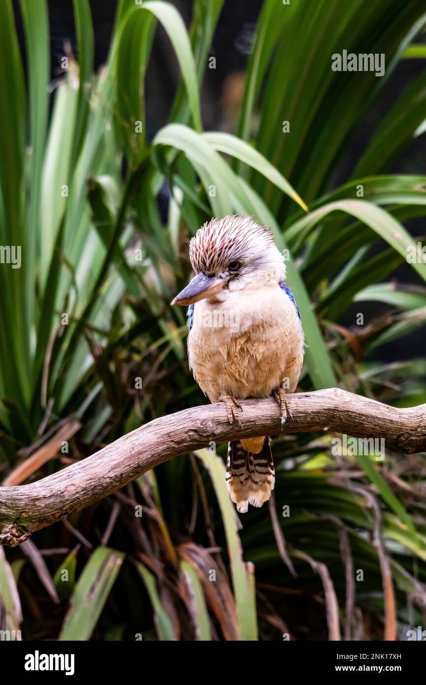 Blue-winged Kookaburra, or Blue-winged Martin bird Stock Photo - Alamy