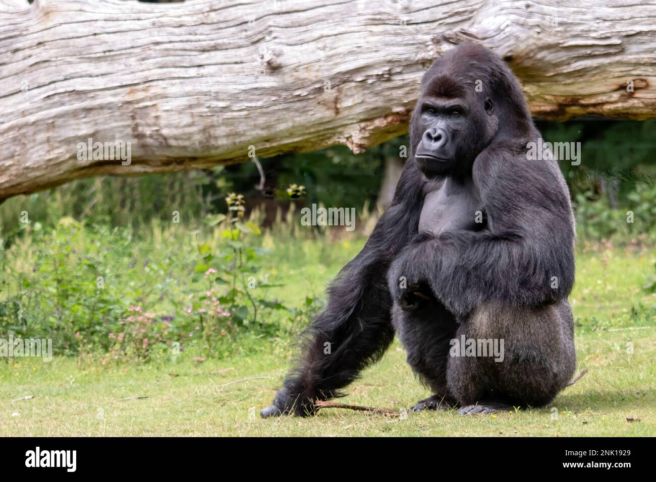Portrait of lowland gorilla from the front Stock Photo - Alamy