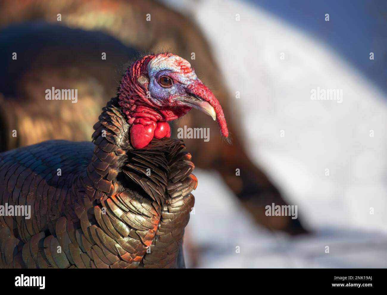 Eastern male Wild Turkey tom closeup with a long snood and waddle ...