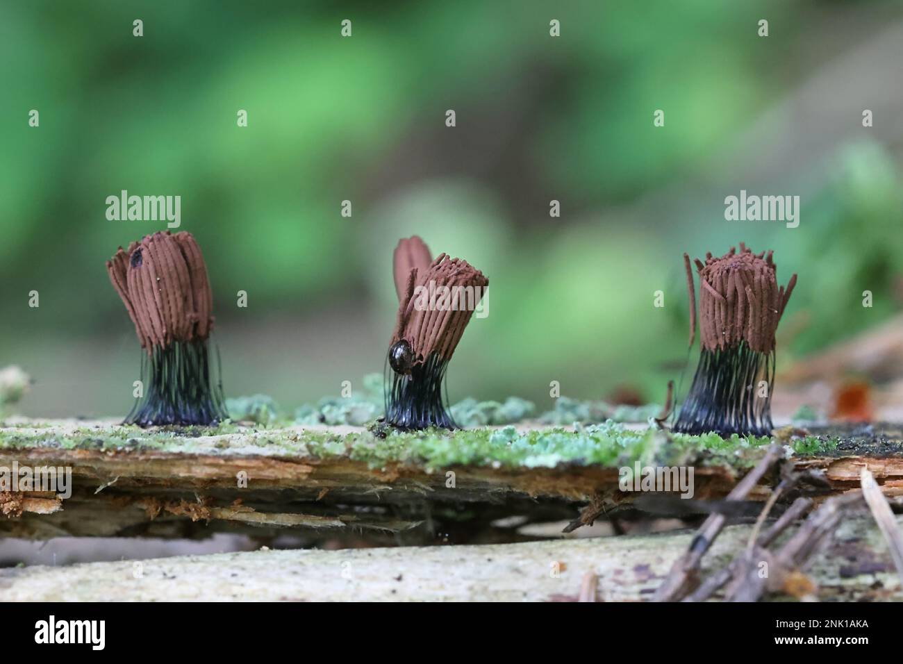 Stemonitis axifera, known as the chocolate tube slime mold, myxomycete ...