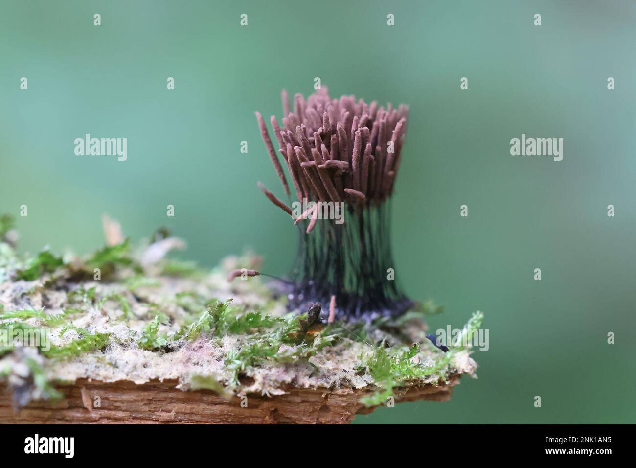 Stemonitis axifera, known as the chocolate tube slime mold, myxomycete ...