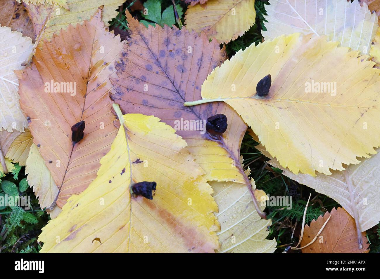 Tetraneura ulmi, the elm sack gall aphid, galls on fallen elm leaves in ...