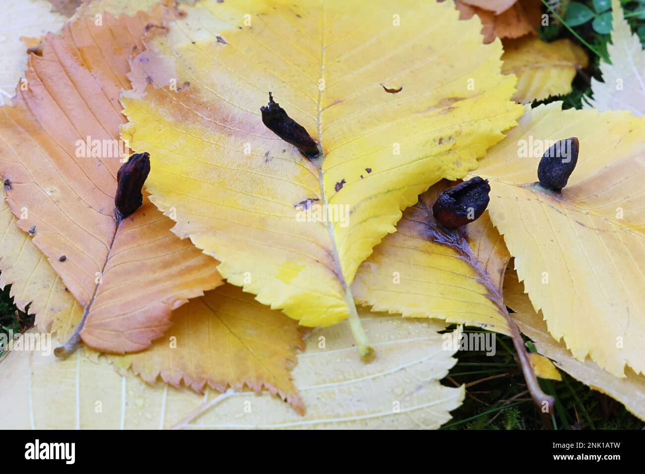Tetraneura ulmi, the elm sack gall aphid, galls on fallen elm leaves in ...