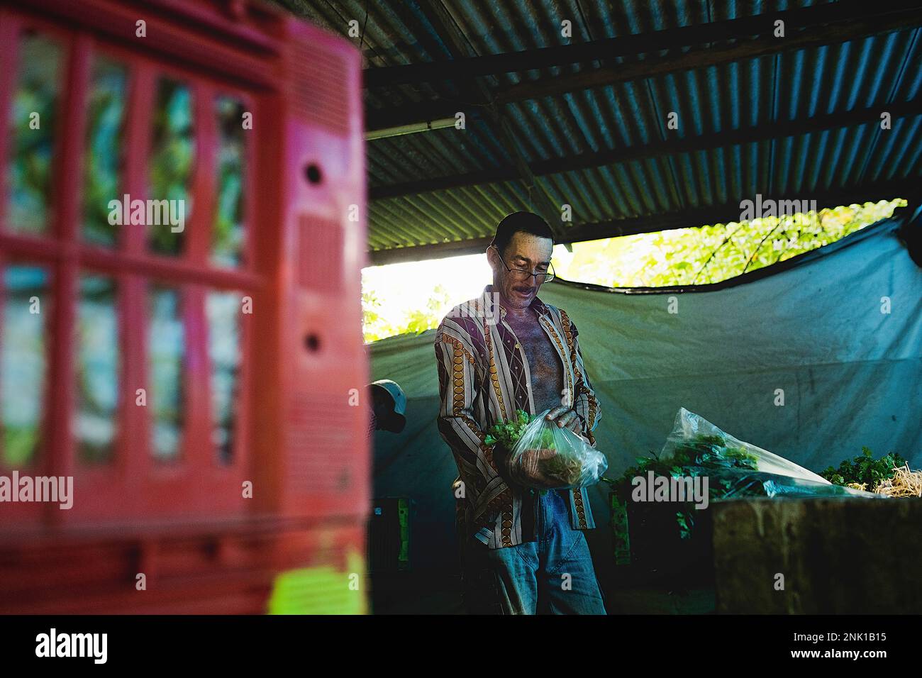 Community, Agriculture, Cultivation, Nature, Vegetables, Fruits, Field ...