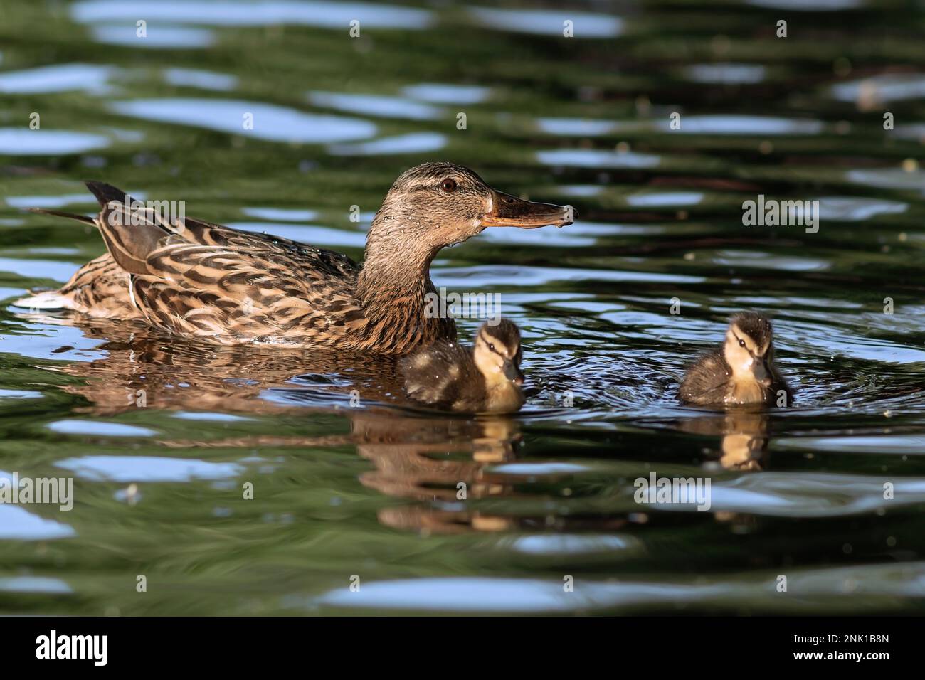 mallard duck with ducklings, floating on water surface (anas ...