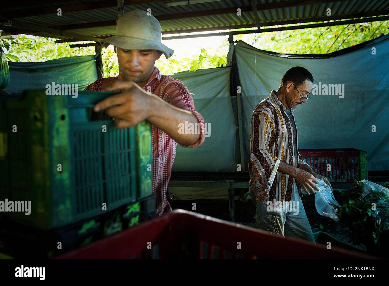 Community, Agriculture, Cultivation, Nature, Vegetables, Fruits, Field ...