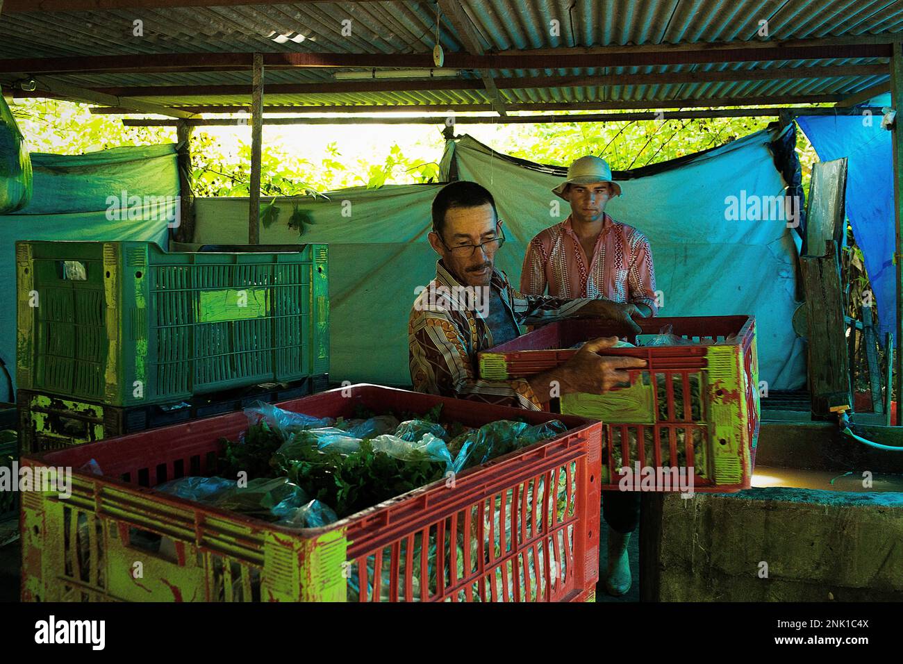 Community, Agriculture, Cultivation, Nature, Vegetables, Fruits, Field ...