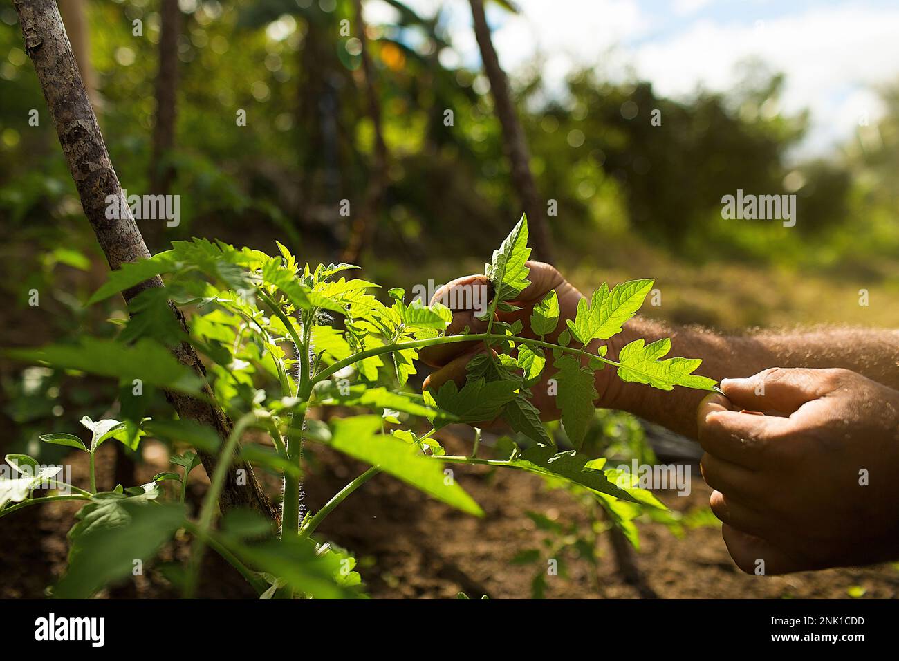 Community, Agriculture, Cultivation, Nature, Vegetables, Fruits, Field ...