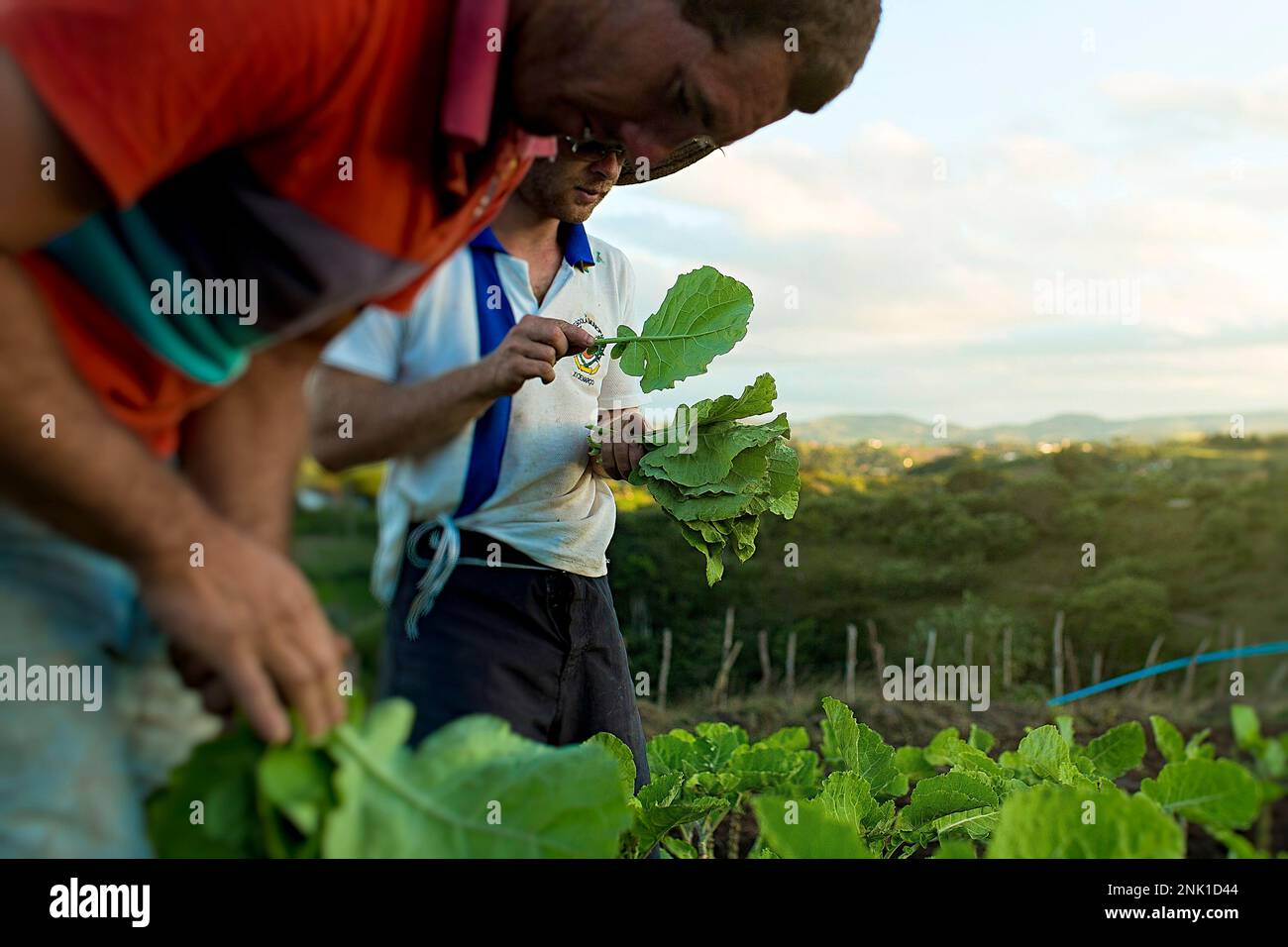 Community, Agriculture, Cultivation, Nature, Vegetables, Fruits, Field ...