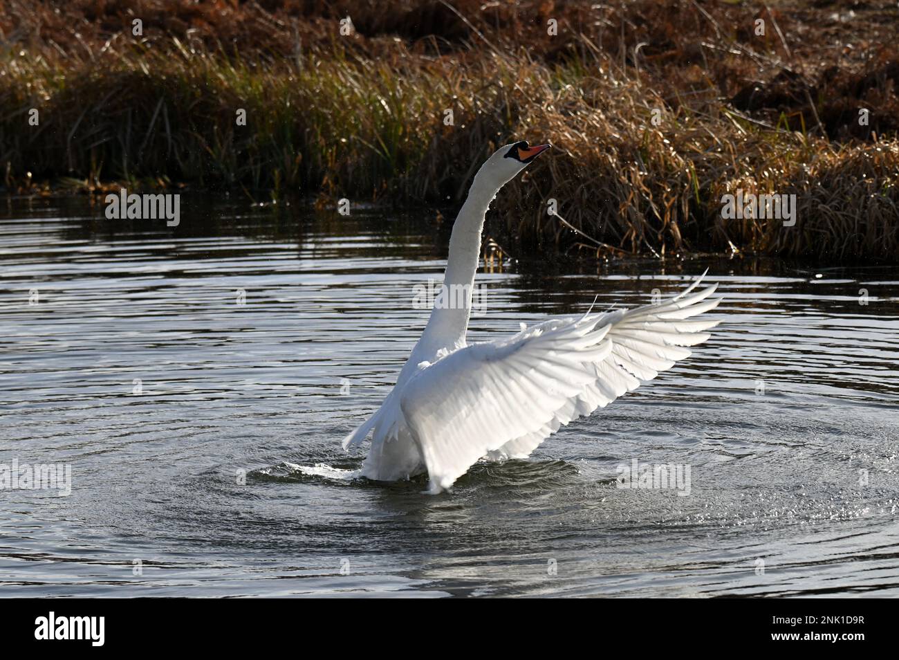 A swan flapping furiously in Eelmoor Flash along the beautiful ...