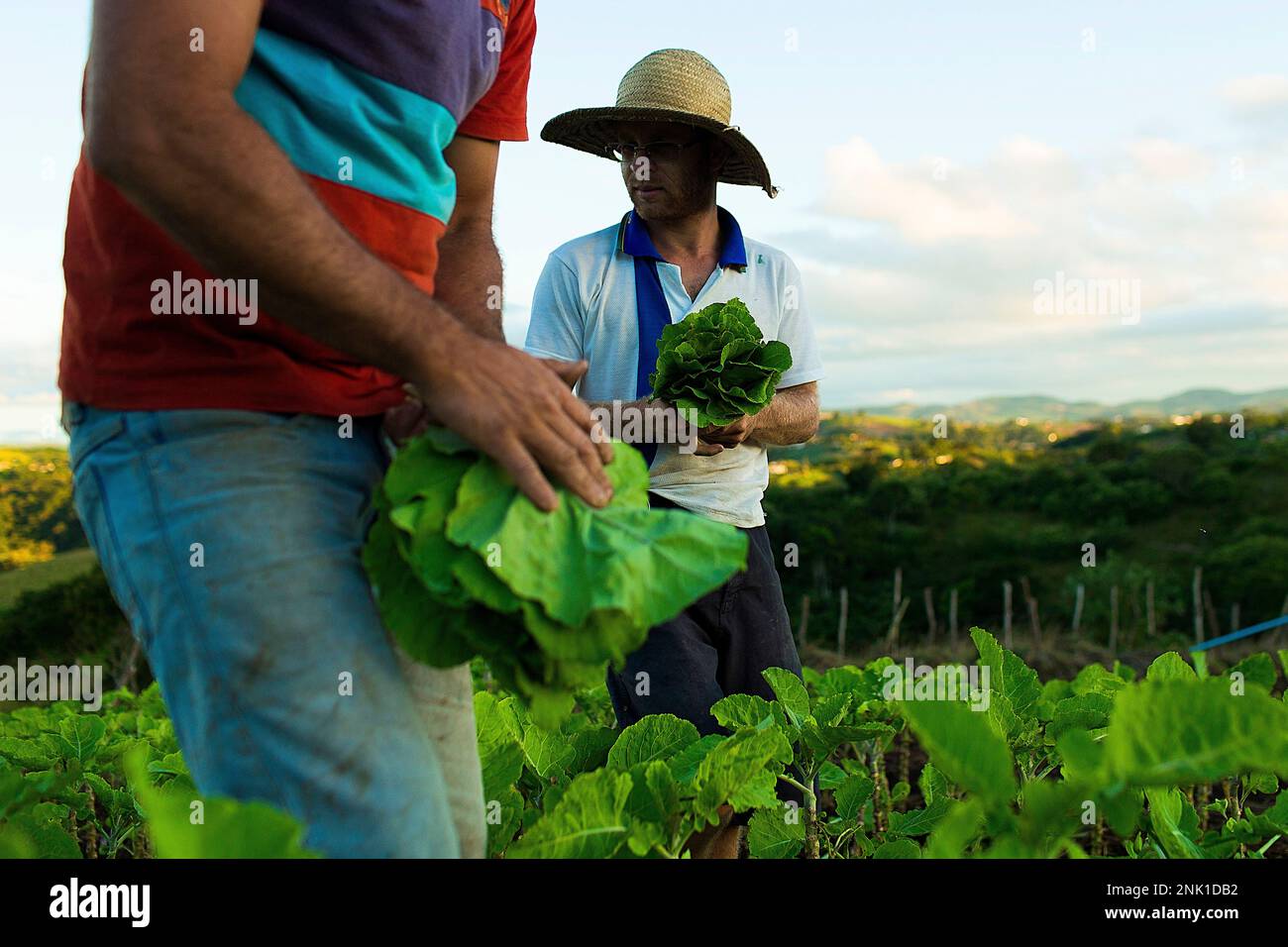 Community, Agriculture, Cultivation, Nature, Vegetables, Fruits, Field ...