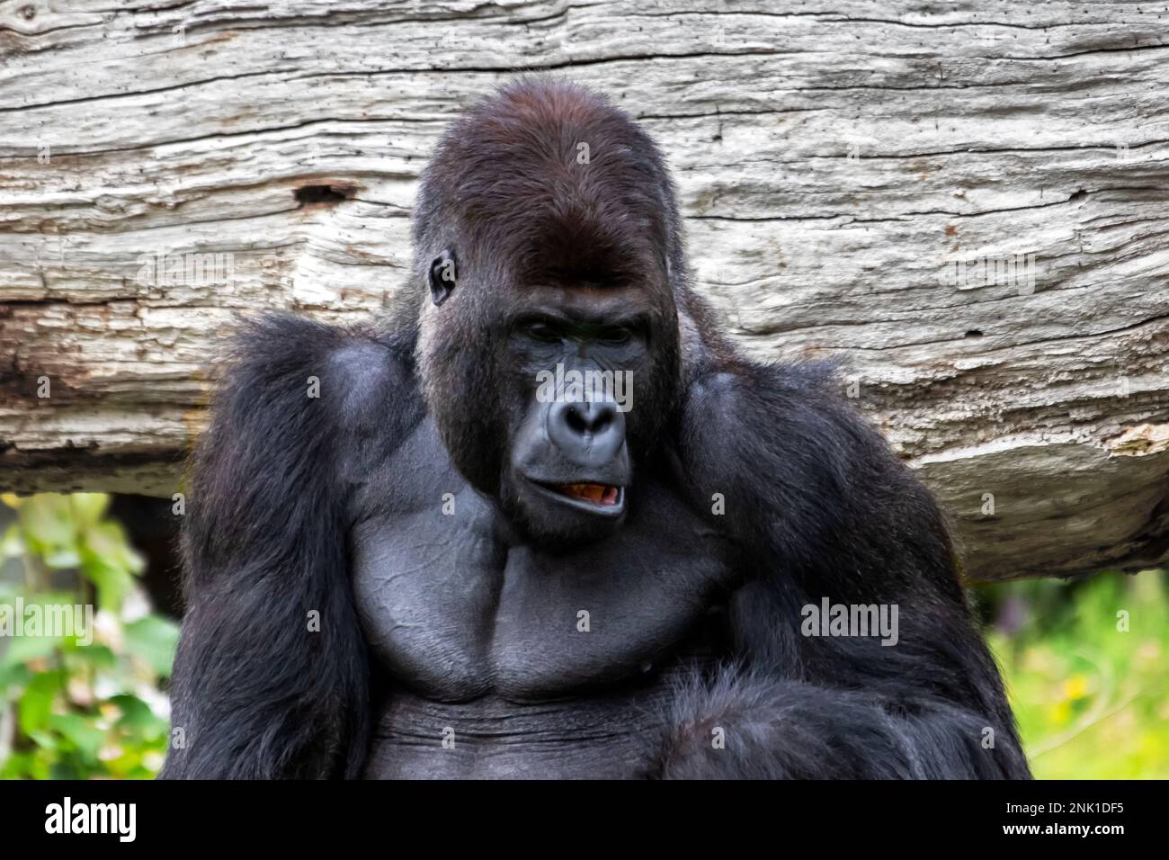 Portrait of lowland gorilla from the front Stock Photo - Alamy