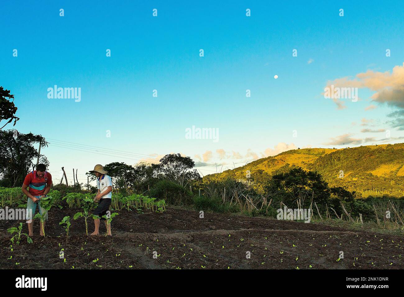 Community, Agriculture, Cultivation, Nature, Vegetables, Fruits, Field ...