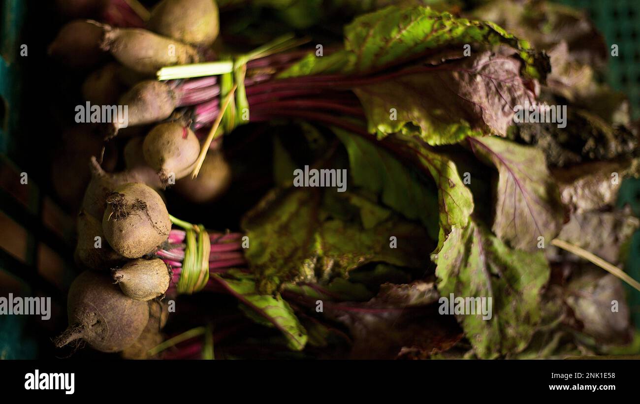 Community, Agriculture, Cultivation, Nature, Vegetables, Fruits, Field ...