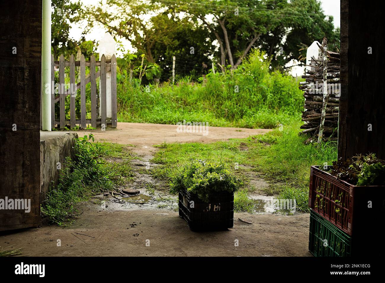 Community, Agriculture, Cultivation, Nature, Vegetables, Fruits, Field ...