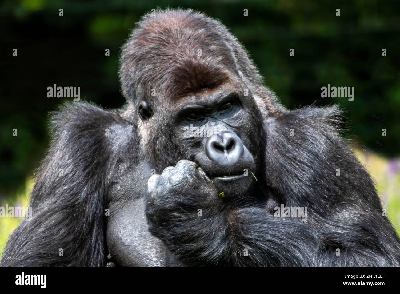 Portrait of lowland gorilla from the front Stock Photo - Alamy