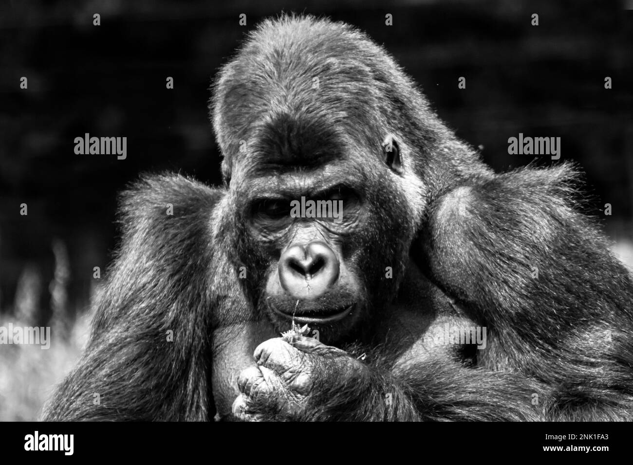 Portrait of lowland gorilla from the front Stock Photo - Alamy