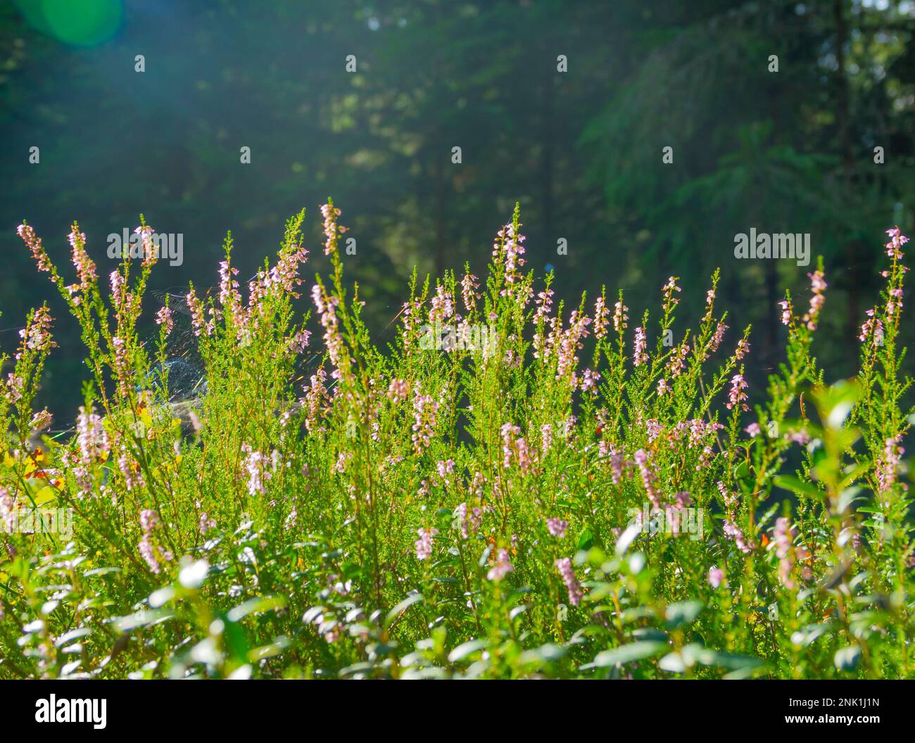Heather bush in flower hi-res stock photography and images - Alamy