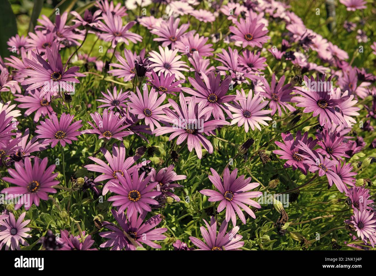 Color your spring garden with osteospermum. Blooming osteospermum plant ...