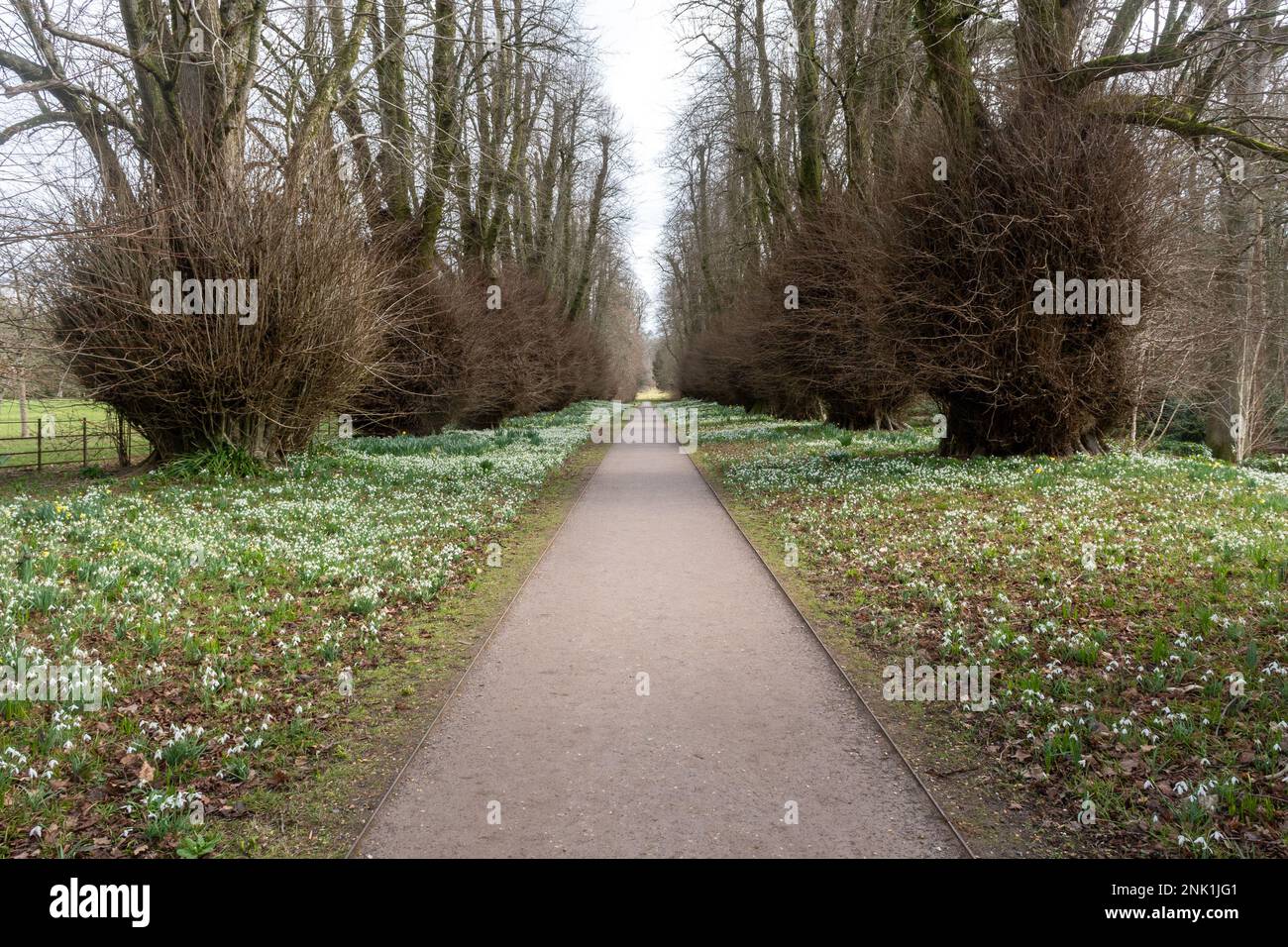 Snowdrops flowering along the lime avenue on the Kingston Lacy country ...