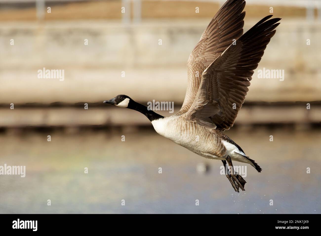 Flying cackling goose hi-res stock photography and images - Alamy