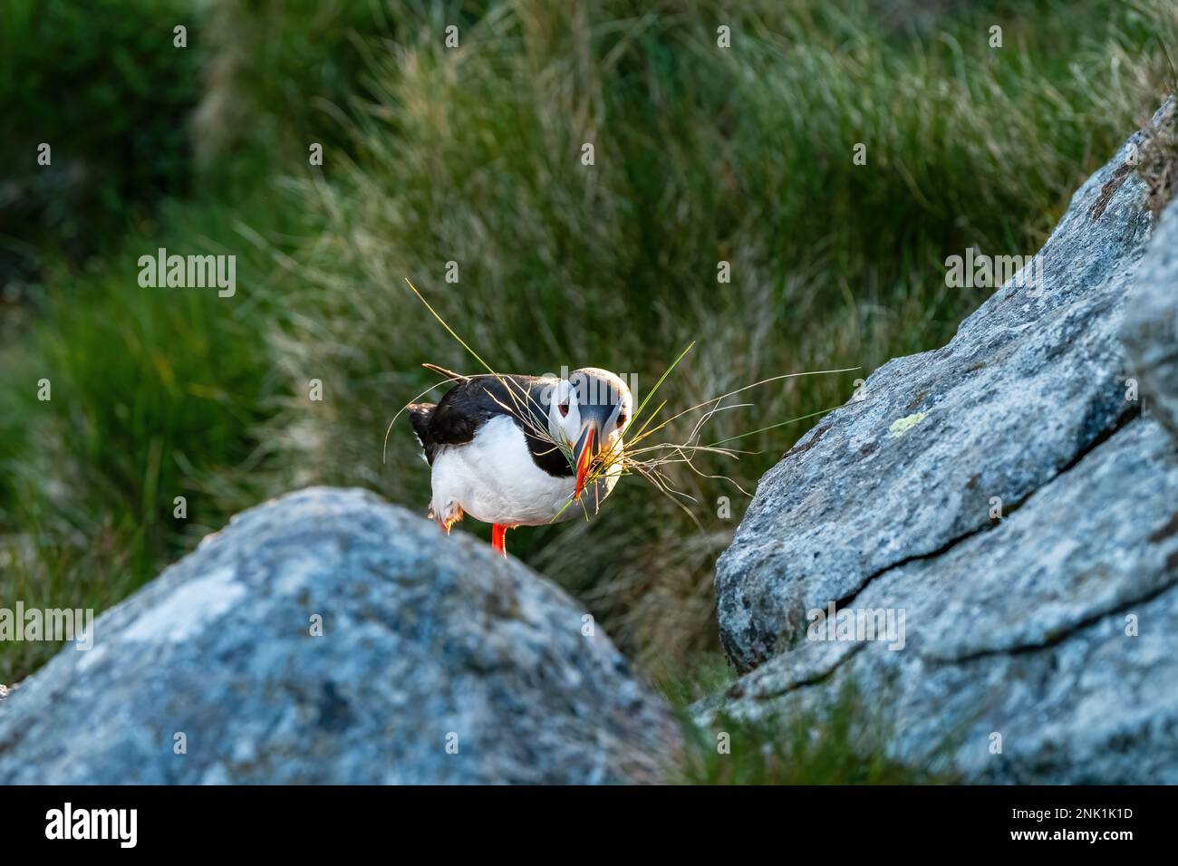 Puffin in profile hi-res stock photography and images - Alamy