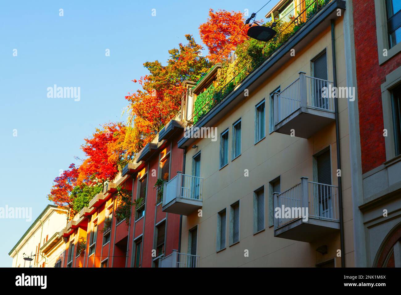 Urban house with decorative shrubs on the rooftop . Terrace plants on ...