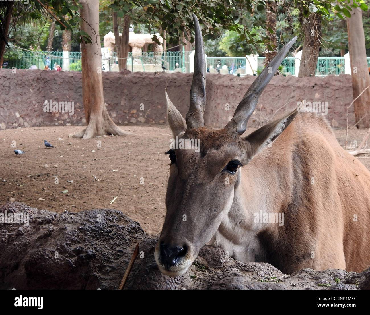 The common eland (Taurotragus oryx), Southern eland antelope, a large ...