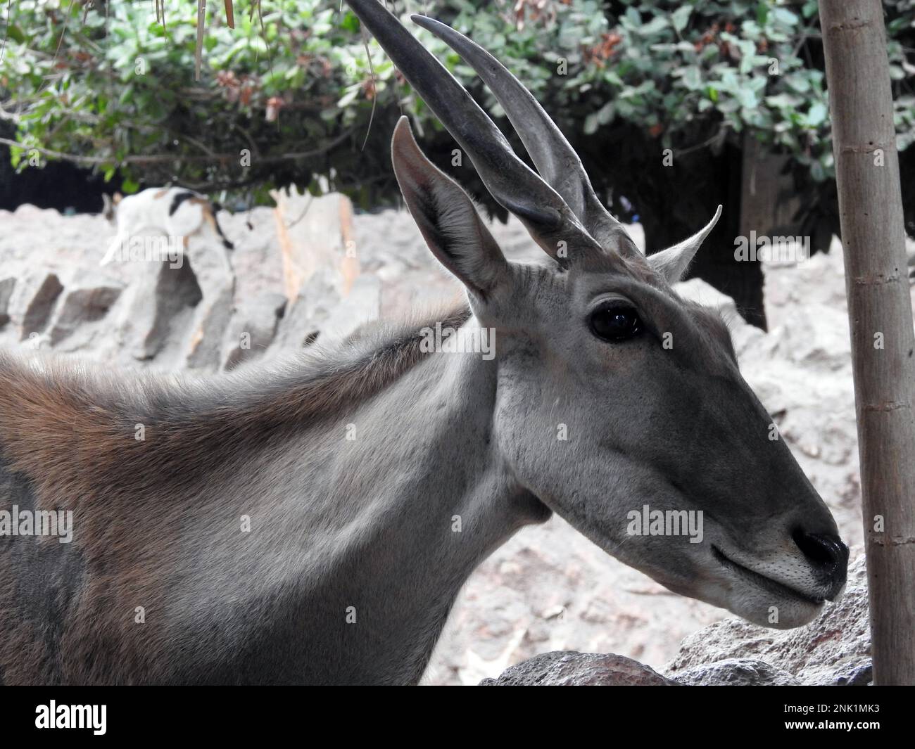 The common eland (Taurotragus oryx), Southern eland antelope, a large ...