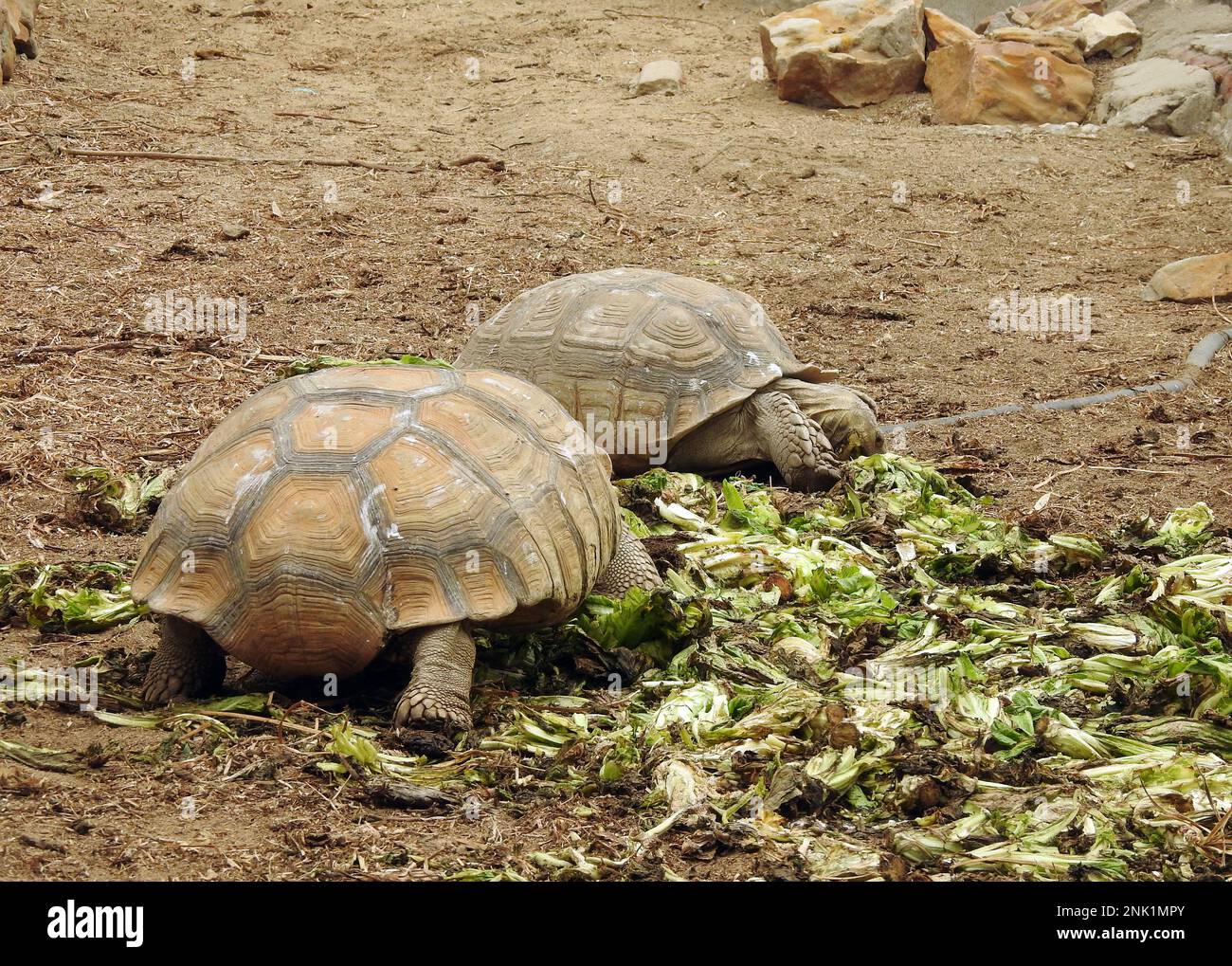 The Asian forest tortoise (Manouria emys), also known commonly as the ...